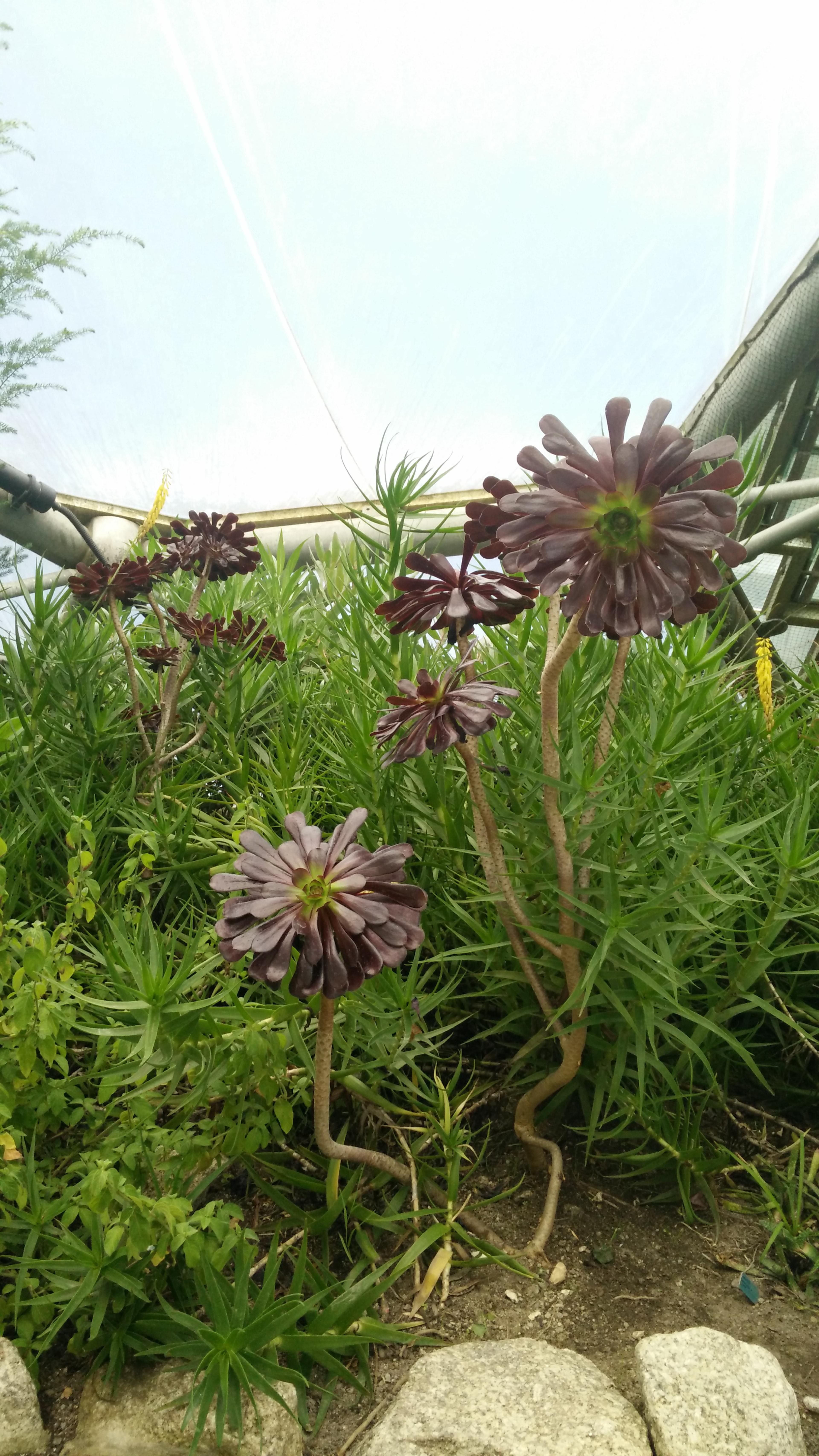 Plants — succ.wiki