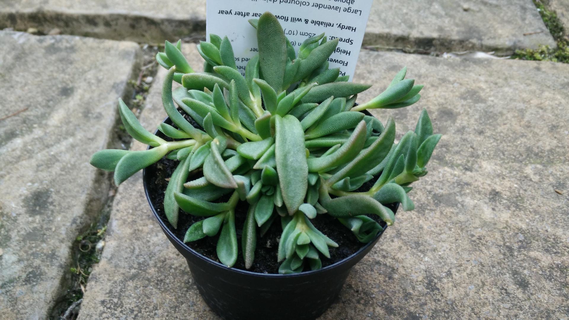 Plants — succ.wiki