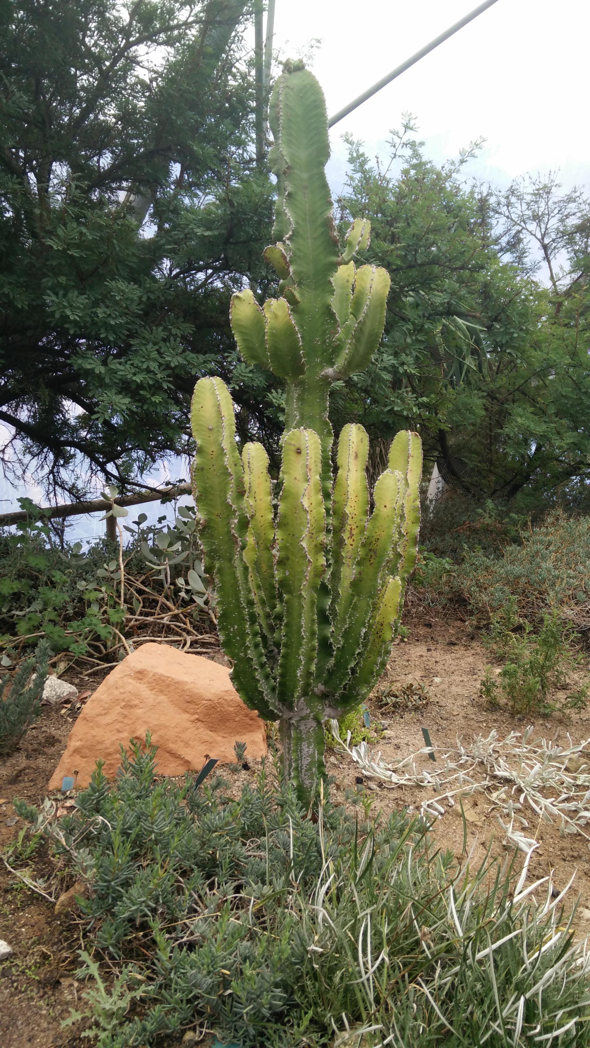 Plants — succ.wiki