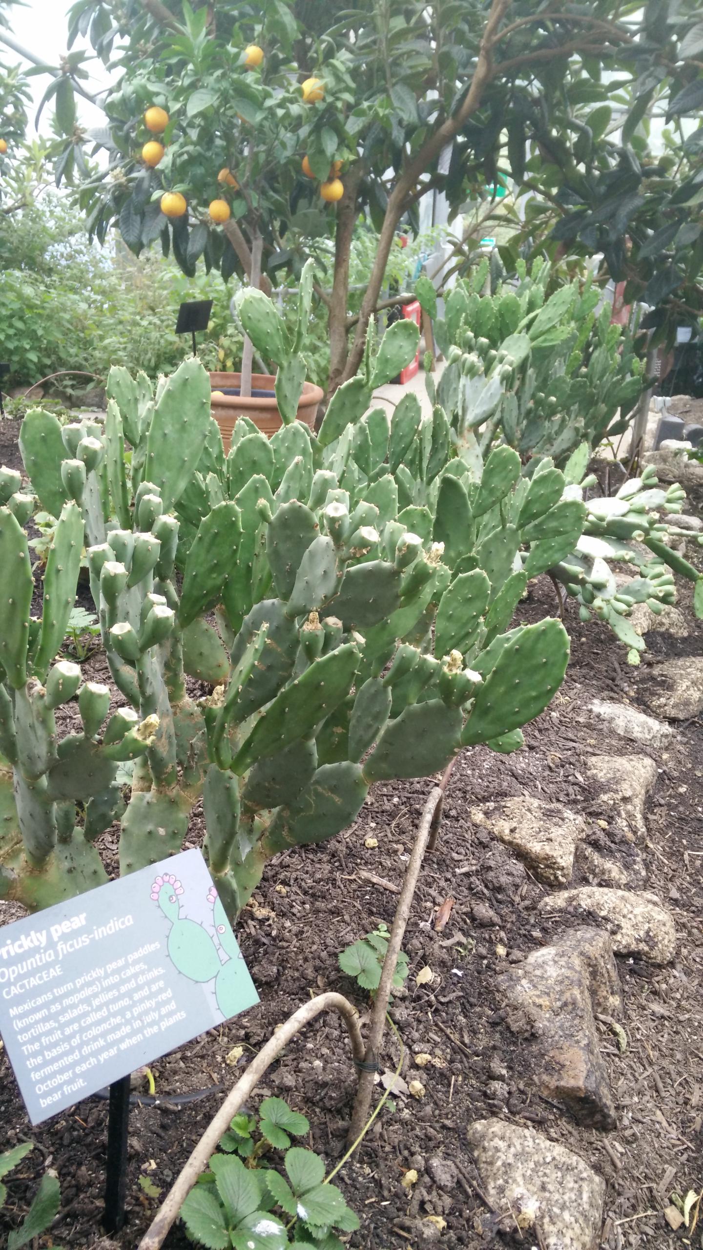 Opuntia ficus-indica — succ.wiki